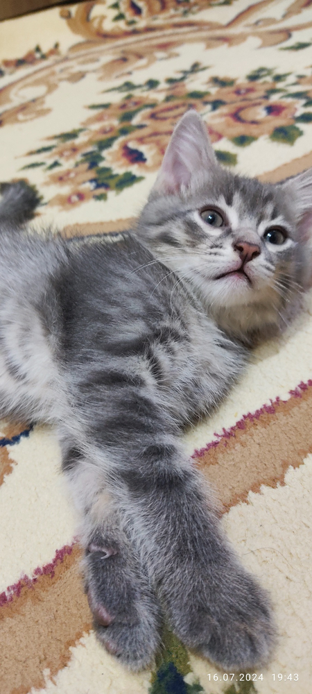 Котята домашние, 2 месяца