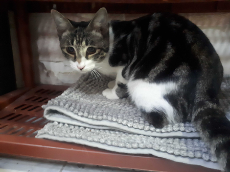 Кошка мушук котёнок