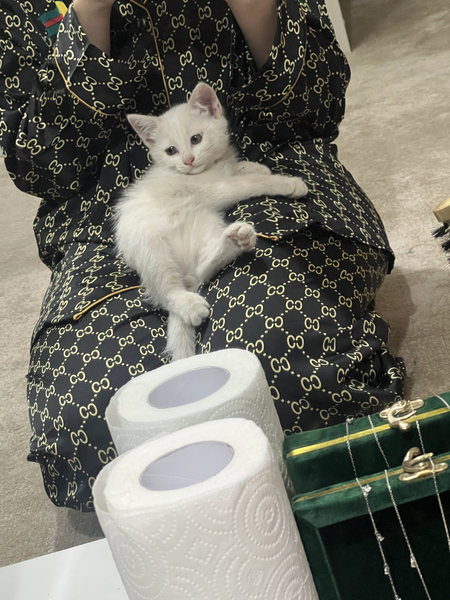 Котята доброе руки