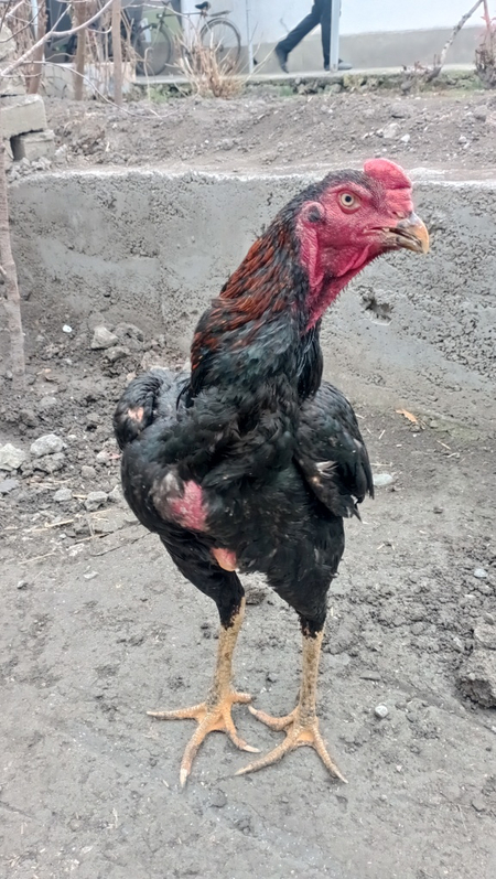 Joja soniladi may