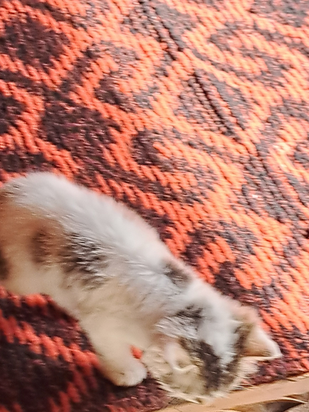 Котёнок 40 дневный