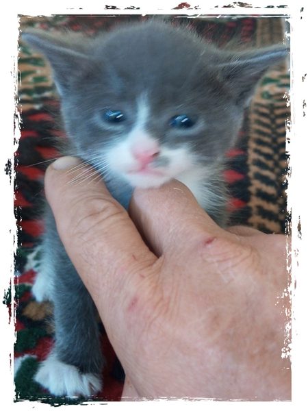 Продам котят 2 месяца,