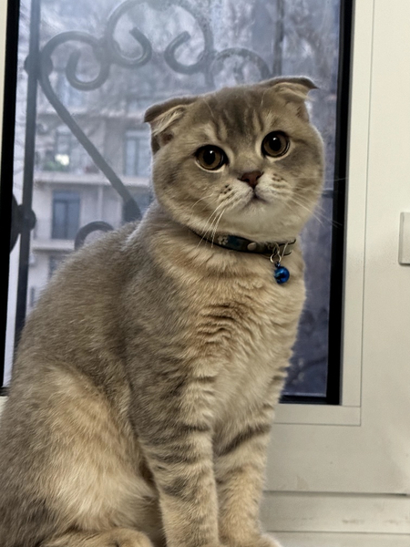Сватим кота с пародистим кошкам