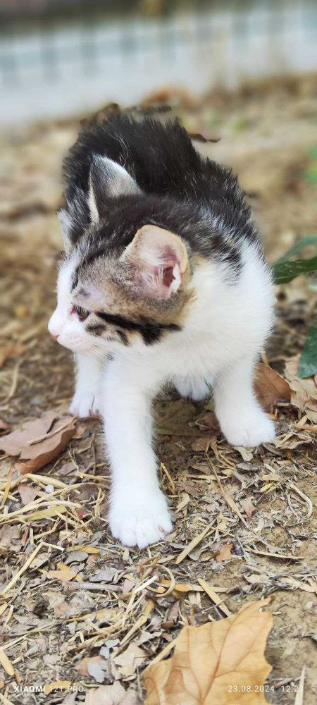 Котёнок, мальчик, 2 месяца
