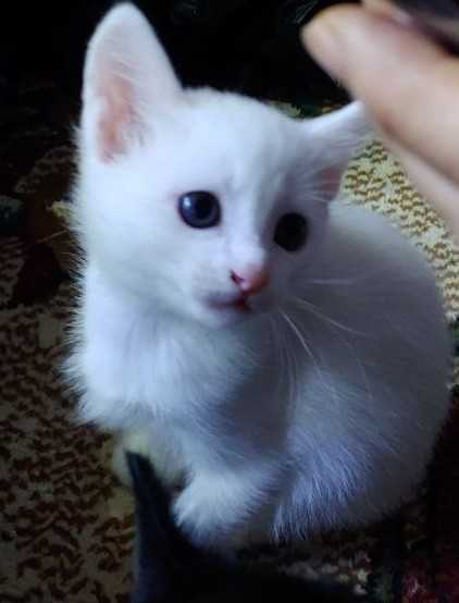 Котенок.Турецкая ангора.девочка.к лотку приучена.г.Нукус