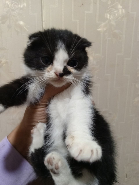 Koshka mushik pishak