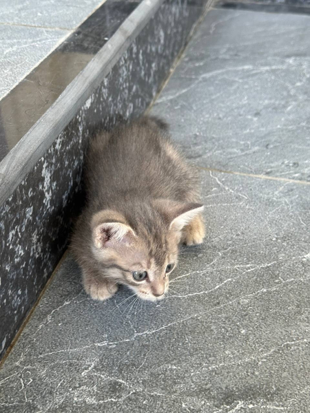 Отдам котят в хорошие руки
