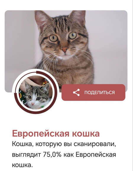 Mushik sotiladi Европеская