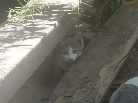 Отдам даром котят