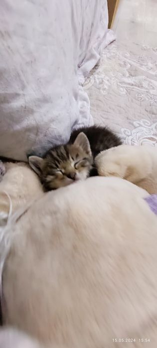 Котята от породистой кошки