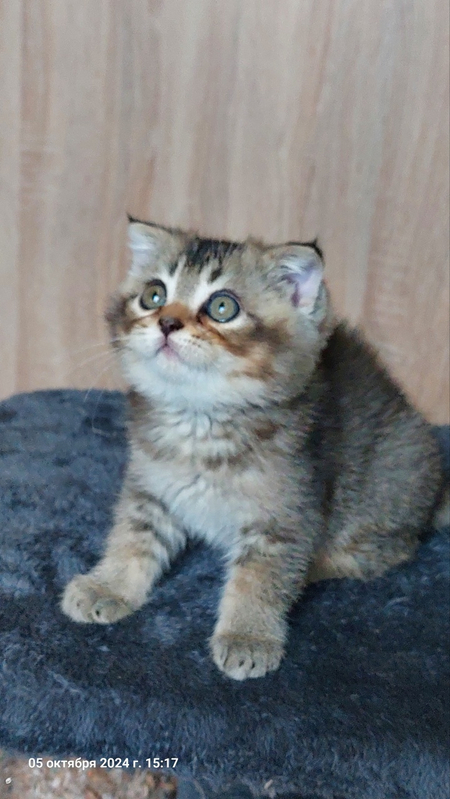 Скоттиш фолд scottish fold