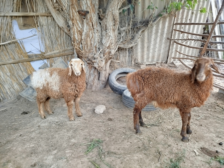 2 Кошкар сатылады