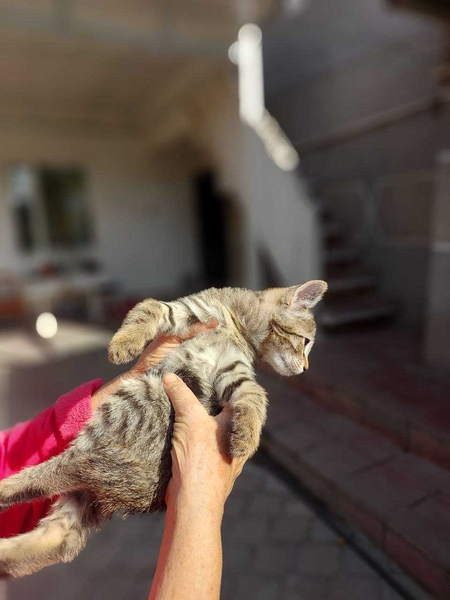 Отдадим котят в добрые руки