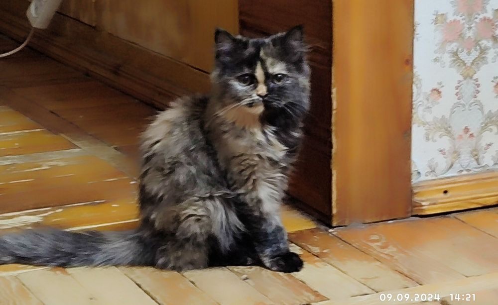 Продаются котята персидской породы