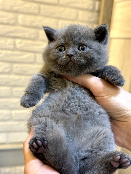 Продаются котята фолд и Страйт