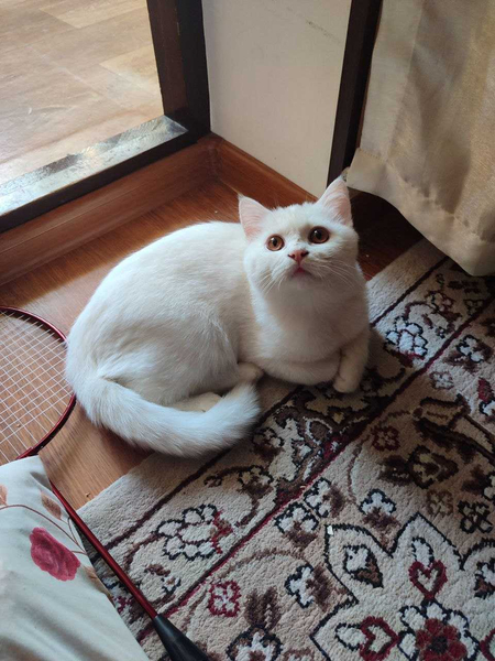 Продаётся Шотланский скотиш страйт
