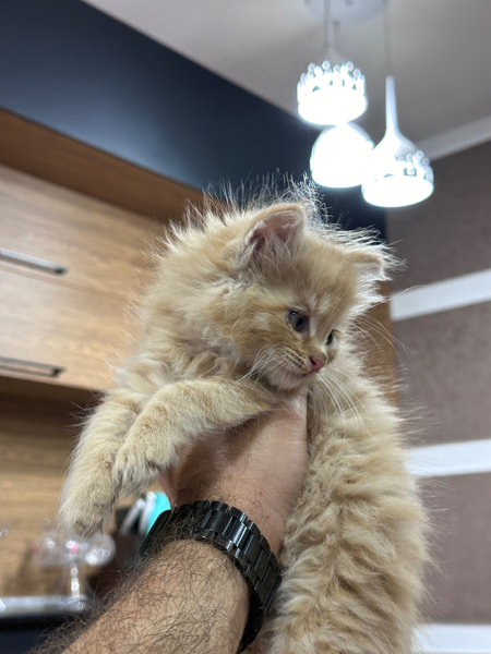Mushuklar bor 3 tasi pahmoqvoylar