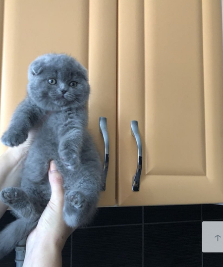 Продаются Шотландские котята Скоттиш Фолд.
