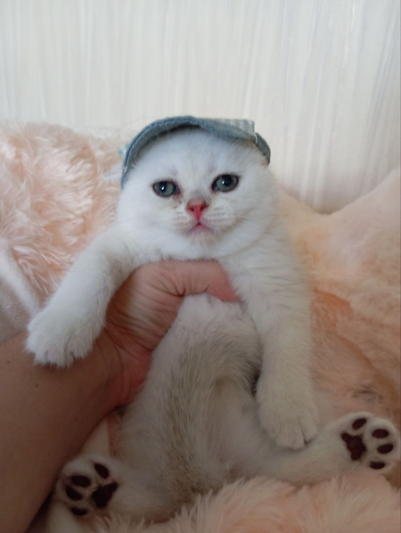 Продаётся шотландский котёнок серебристая шиншилла!