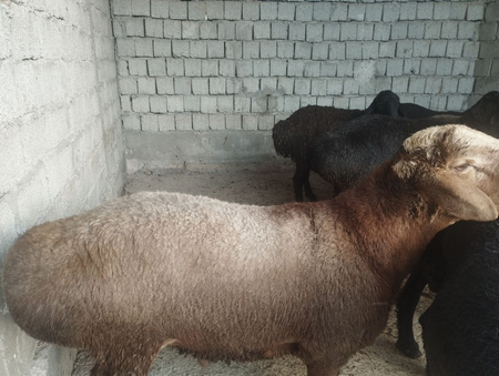 Quchqor kuy 40-45 kiloli aniqigini qosaob bn kurasila