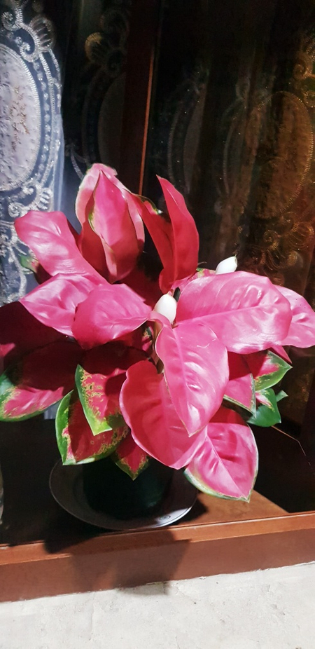 AGLAONEMA RED SUKSOM

Aglaonema 