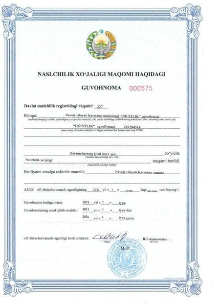 Буқа, Бык, Buqa, Ғуножин, G‘unojin
