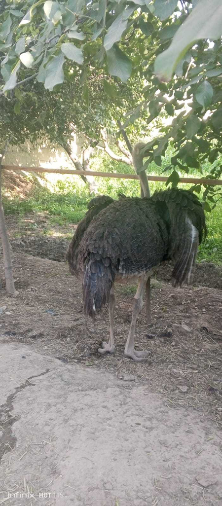 Parradalar induk