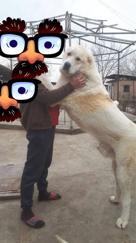 Вязка Алабай