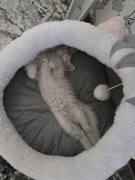 Turetskaya angora sotiladi