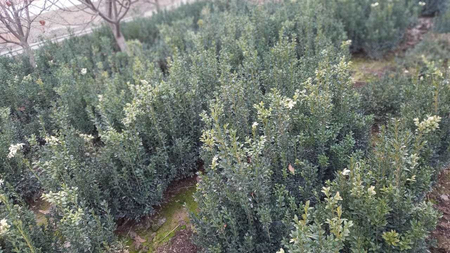 shamshod gullari