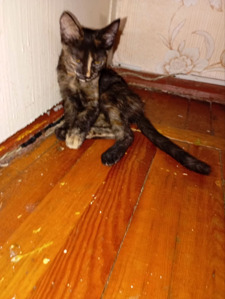 Котенок в ответственные руки