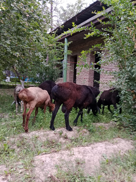Zotdor qòzi qòchqorlar sotiladi