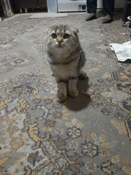 Mushuk sotiladi qiz ogil
