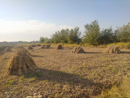 Говуш (мол ути) сотилади Урганч