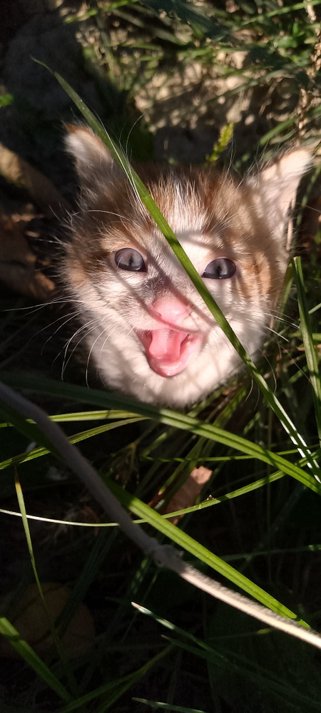 Котята (Домашние )
