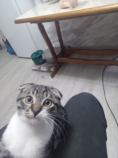 Вислоухий котенок