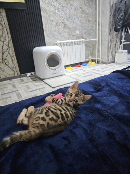 Бенгальские котята