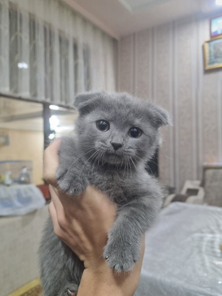 Продаётса кот скотиш фолд