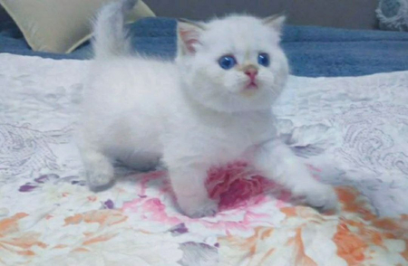 Котята девочки скотиши