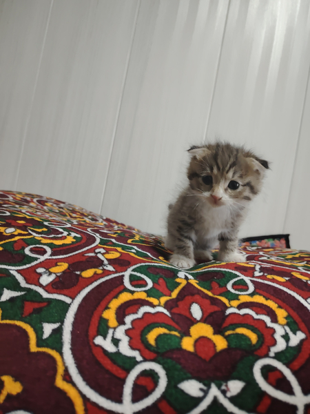 Милый котенок с красивым окрасом
