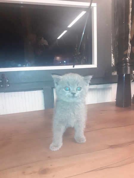 Кошка продаётся (Шотландец)