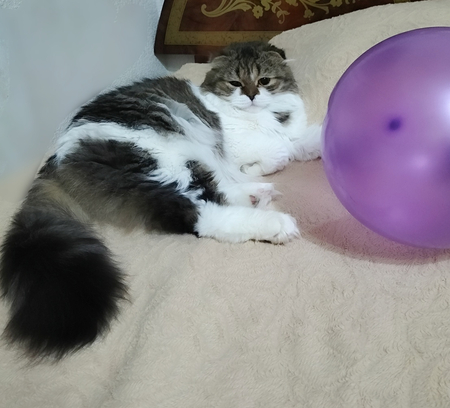 Скотиш-фолд. Девочки ждут вас