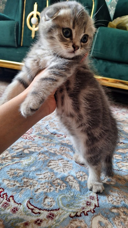 Котята, шиншила, 1, 5 месяц