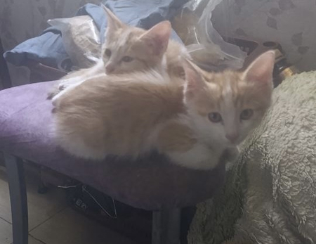 Котенок кошка