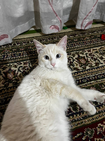 ОТДАМ ДАРОМ   Скотш страйт