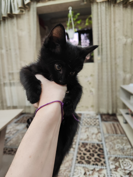 Котик в добрые ручки