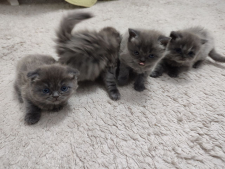 Продаются шотландские вислоухие котята.
