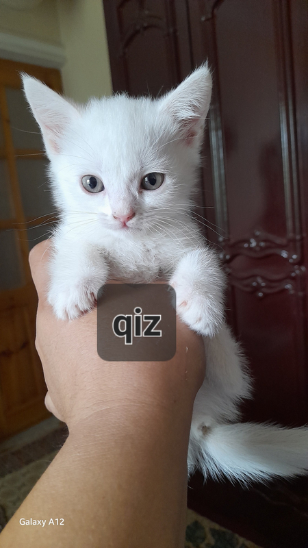 SROOCHNAAA Skotush strayt skotish fold 5ta qiz 1ta ogil 1,5 oyli