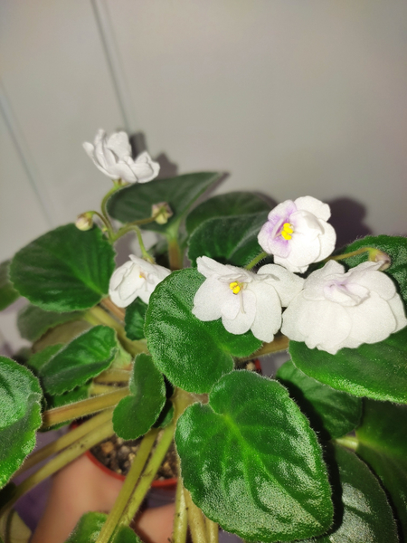 Сортовые фиалки, гиганты НОВОЕ ЦВЕТЕНИЕ !!