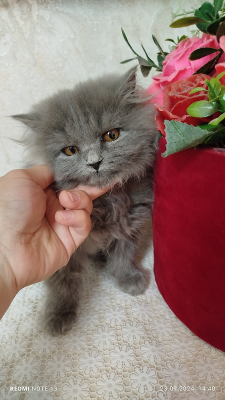 Британские котята